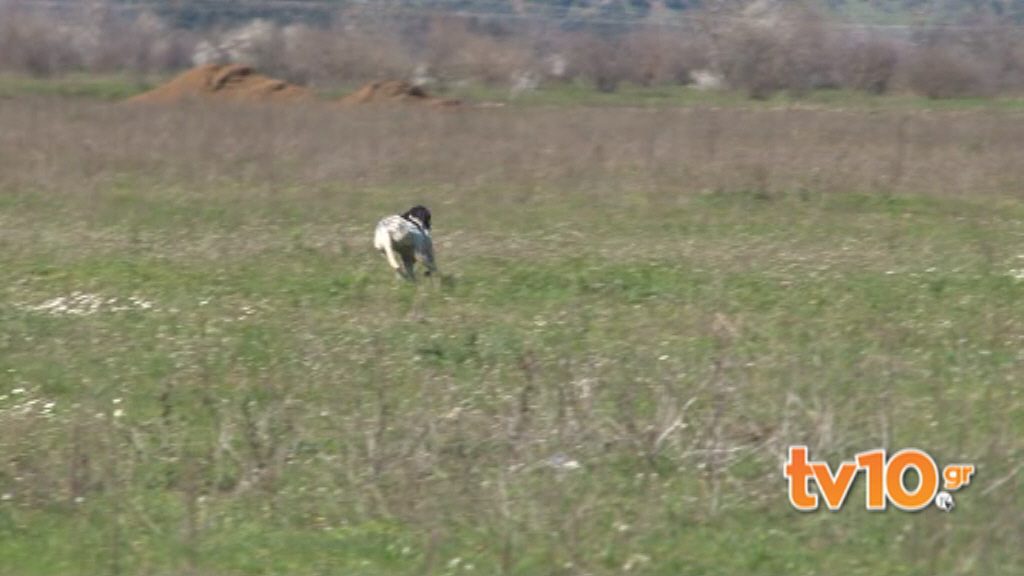 Απόσπασμα από τον αγώνα Πρακτικού Κυνηγιού του Κυνοφιλικού Ομίλου ...