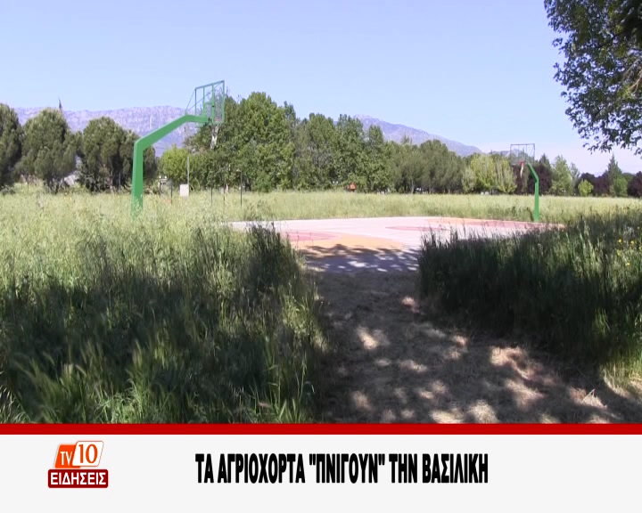 Τα αγριόχορτα "πνίγουν" την Βασιλική - βίντεο - TV10