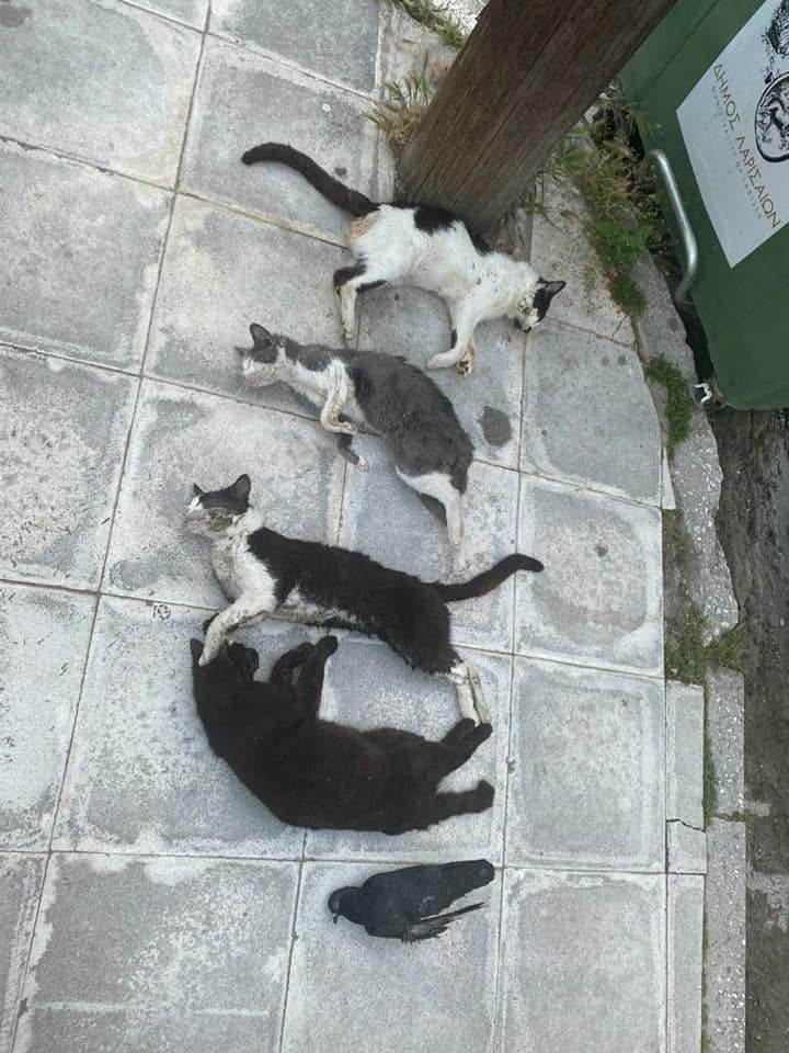 Λάρισα: Γάτες και περιστέρια πέθαναν με φριχτό τρόπο από ανθρώπινο χέρι ...