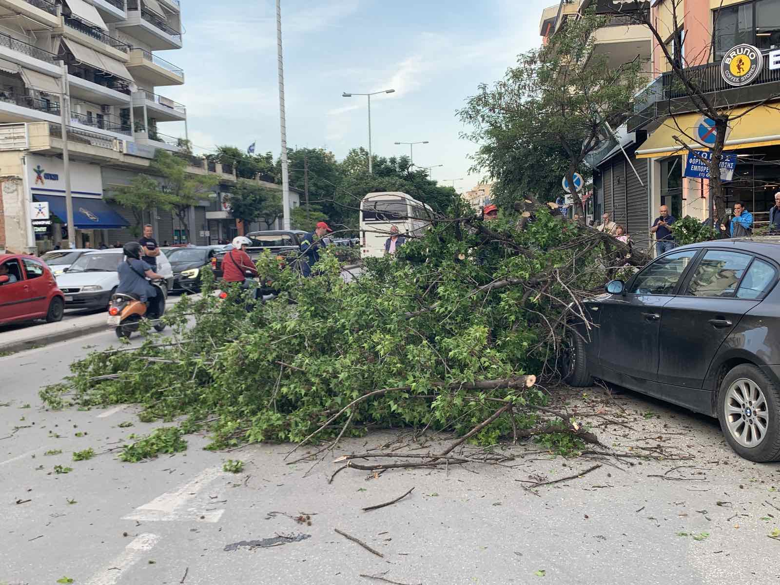 Έπεσε δέντρο σε κεντρικό δρόμο της Λάρισας - TV10